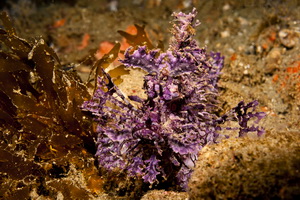 Purple Rhinopias at Air Manis in Ambon - Indopacificimages