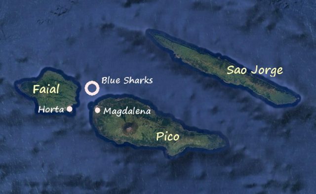 The Blue Sharks of the Azores - Quite Special | Indopacificimages