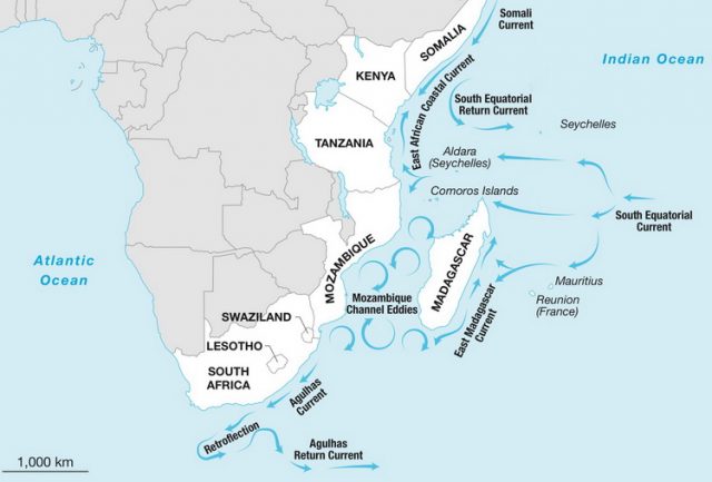 Protea Banks Diving - South Africa's Shark Central | Indopacificimages