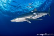 The Blue Sharks of the Azores - Quite Special | Indopacificimages