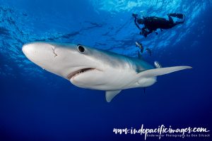 The Blue Sharks of the Azores - Quite Special | Indopacificimages