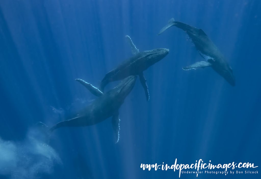 Humpback Whale Heat Run Encounters | Indopacificimages