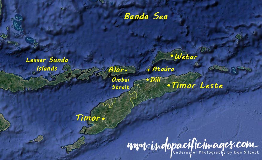 Where to Dive in Timor-Leste - An Overview | Indopacificimages