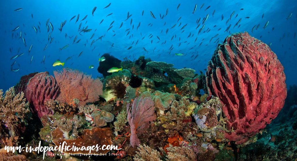 Where to Dive in Timor-Leste - An Overview | Indopacificimages