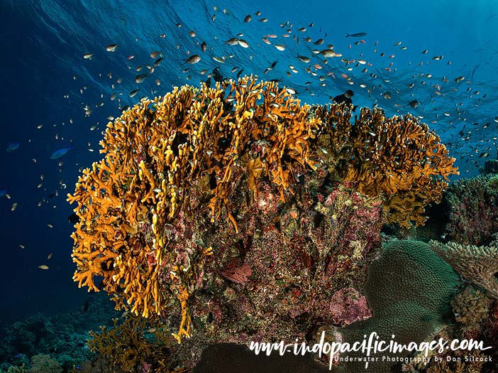 Tubbataha Reefs Natural Park – A UNESCO World Heritage Site