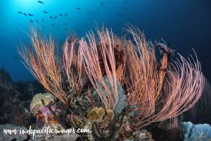 Kimbe Bay Reefs - Nature at its Best | Indopacificimages
