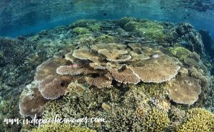 Kimbe Bay Reefs - Nature at its Best | Indopacificimages