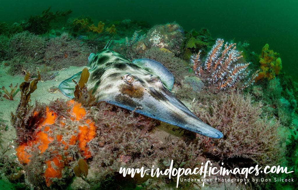 Aus_NSW_NB_20_Sep_1012_NR+BXT+ACR_Nik_SRGB_1400_Logo_LR - Indopacificimages